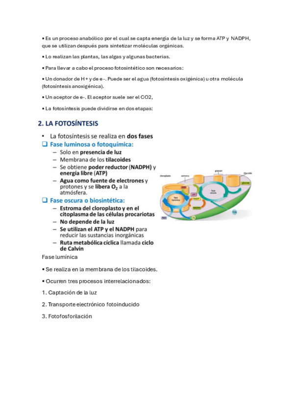 Quimiosintesis: concepto y apuntes relacionados | Wuolah