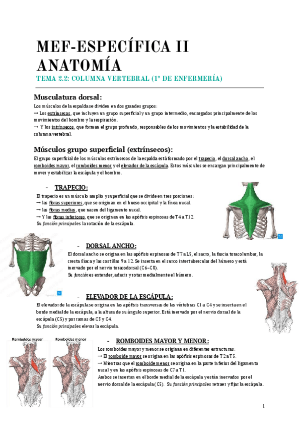 MEF-ESPECIFICA-II-ANATOMIA-T.2.2.pdf