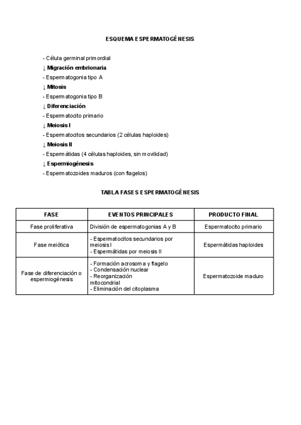 Act.-4-Esquema-y-tabla-espermatogenesis.pdf