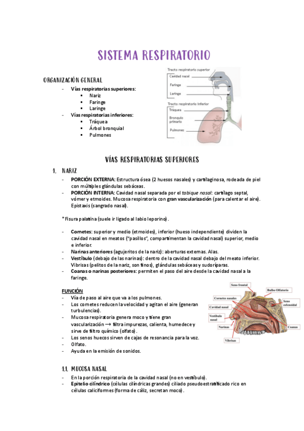 TEMA-5.1.-SISTEMA-RESPIRATORIO.pdf