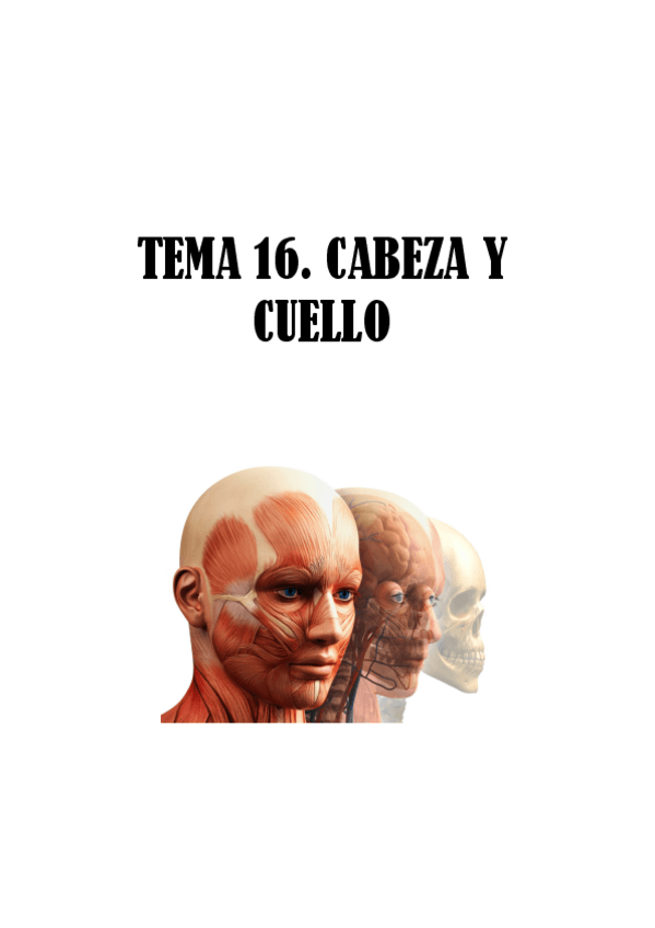 TEMA-16.-CABEZA-Y-CUELLO.pdf