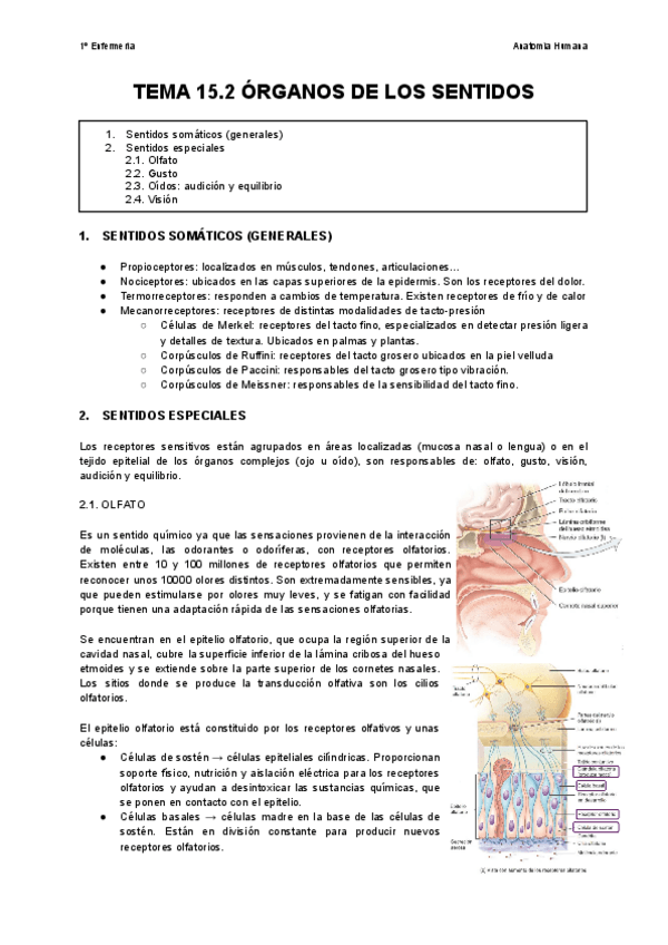 TEMA-15.-ORGANOS-DE-LOS-SENTIDOS2.pdf