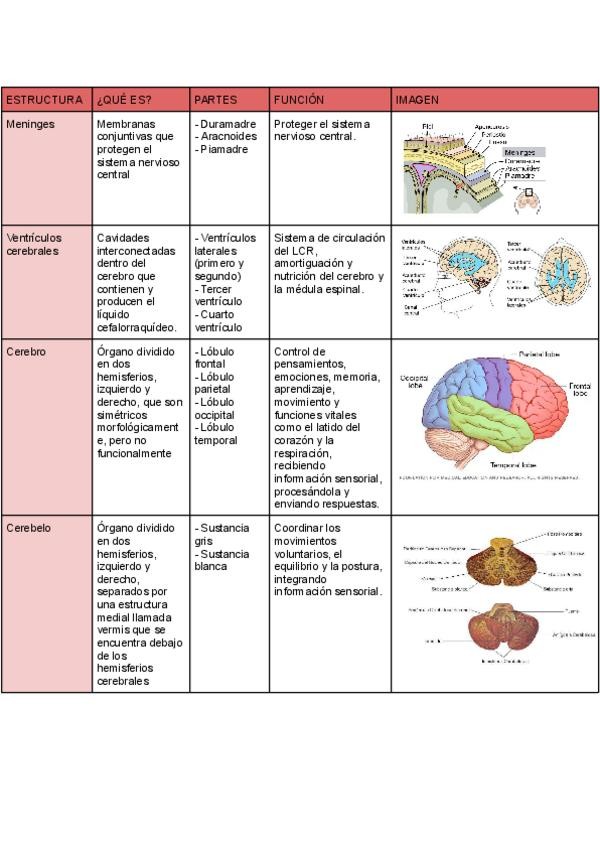 Tabla-craneo-y-sist.-nervioso.pdf