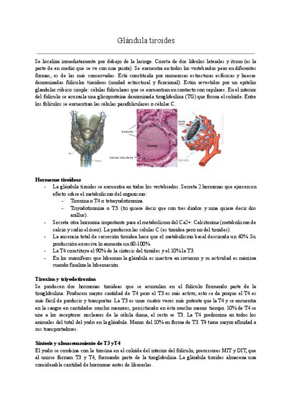 FA-tema-12-tiroides.pdf