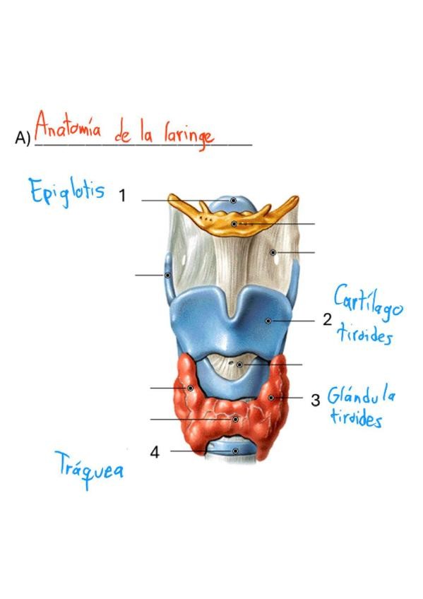 Laminas-anatomicas-del-cuello.pdf