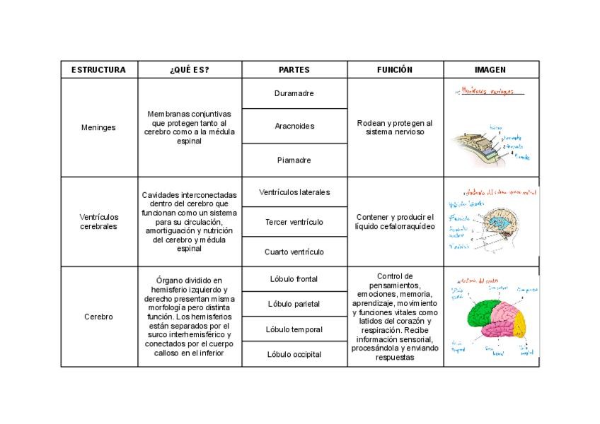 Tabla-craneo-y-sistema-nervioso.pdf