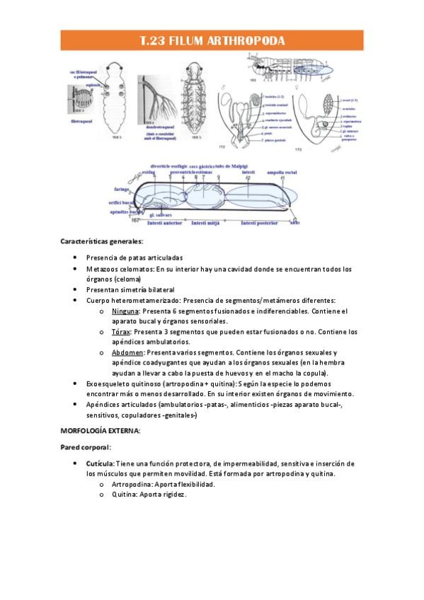 apuntes-artropodos-en-castellano.pdf