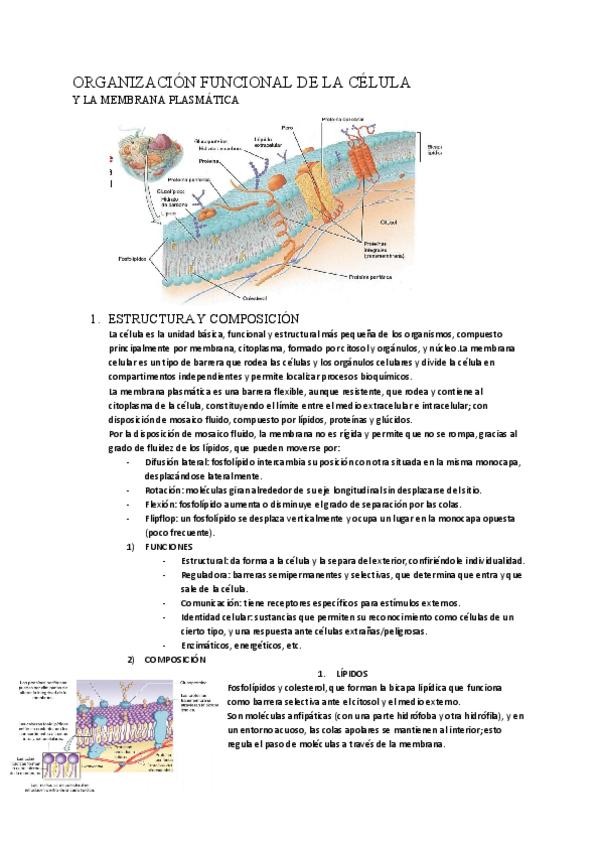 T2.-ORGANIZACION-FUNCIONAL-DE-LA-CELULA.pdf